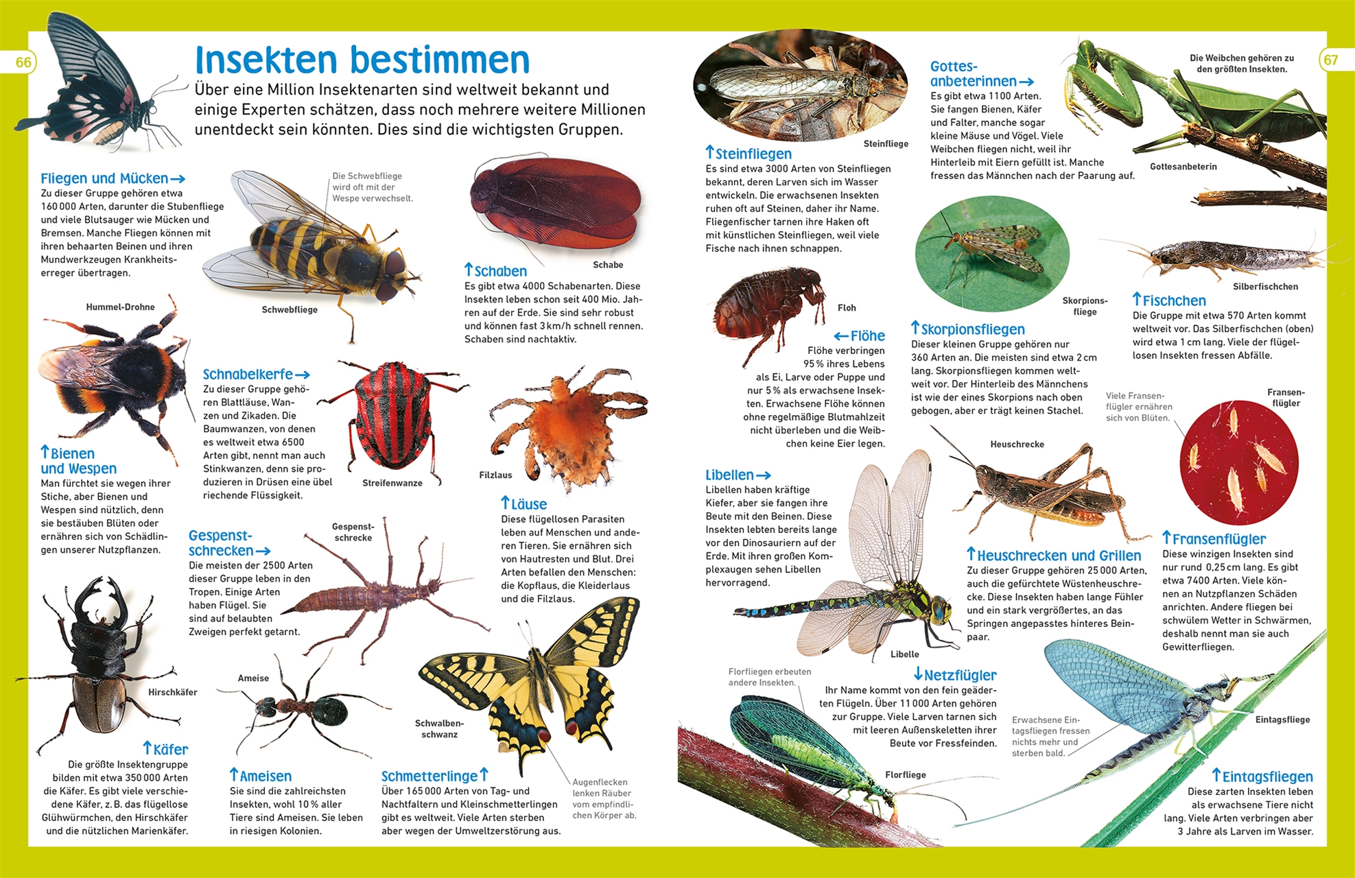 memo Wissen entdecken. Insekten | DK Verlag